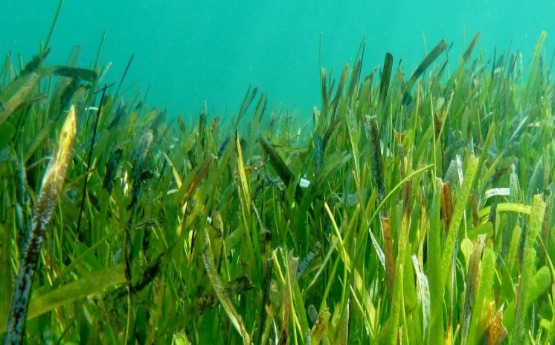Seagrass Ecosystem Research Group - Swansea University